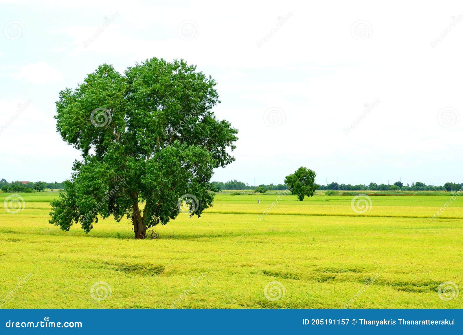 Big Trees among the Wide Fields. Stock Image - Image of detail, fields ...