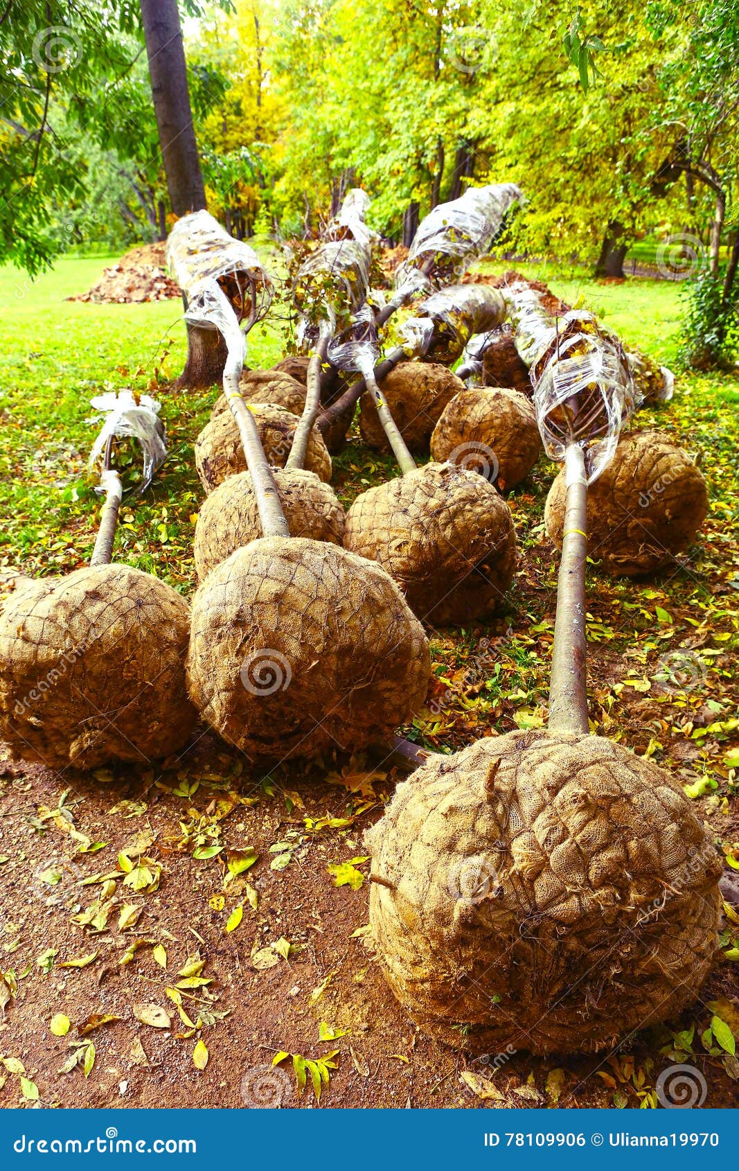 Big Trees with Wrapped Roots Lay on the Ground Stock Photo - Image of ...