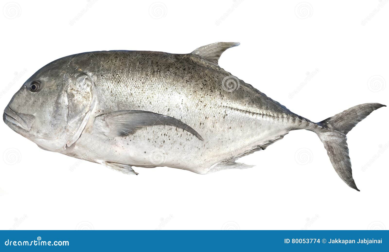 Big Trevally fish stock photo. Image of marine, cook - 80053774