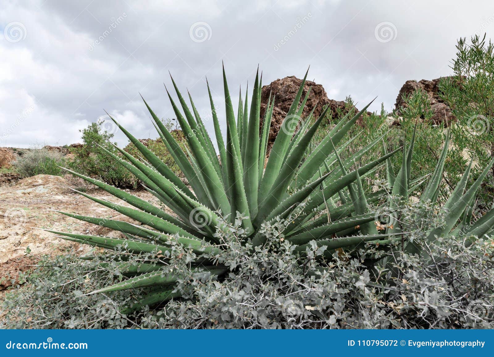 Big Tropical Aloe Plant in Desert Stock Photo - Image of thorn ...