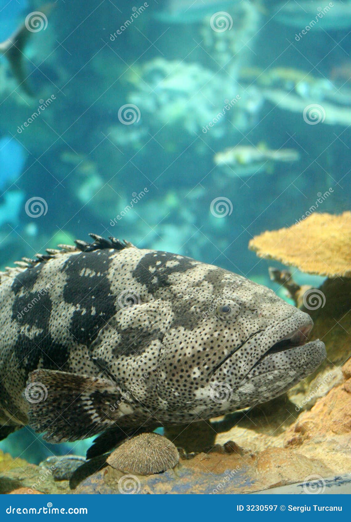Big Tropical Fish stock image. Image of reef, creature - 3230597