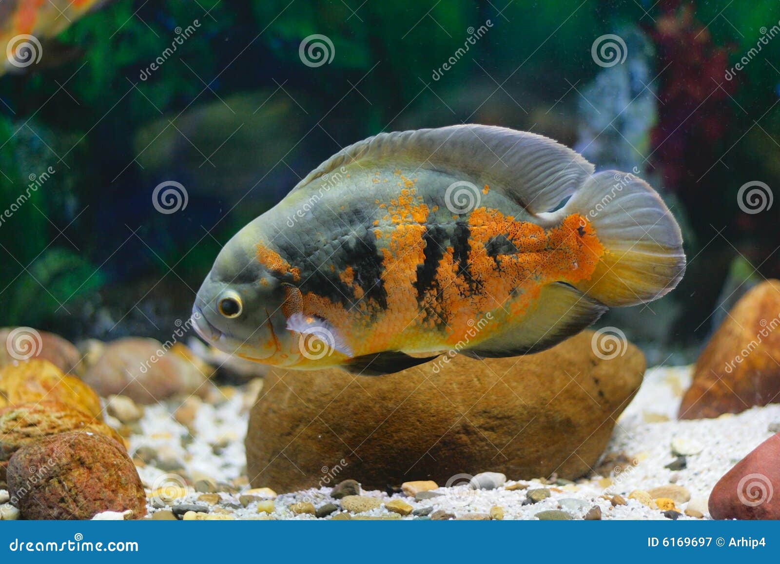 Big Tropical Fish in Aquarium Stock Image - Image of tropic, outdoors ...