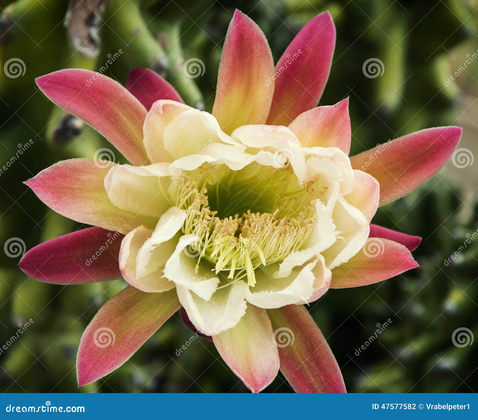 Big tropical flower stock photo. Image of blooming, leaves - 47577582