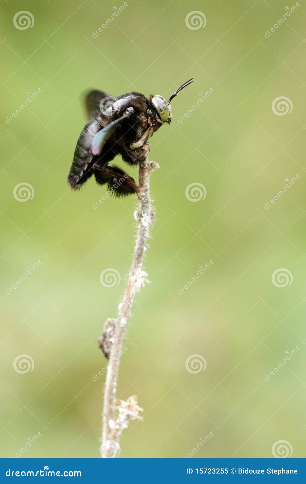 Big tropical fly stock image. Image of diptera, black - 15723255