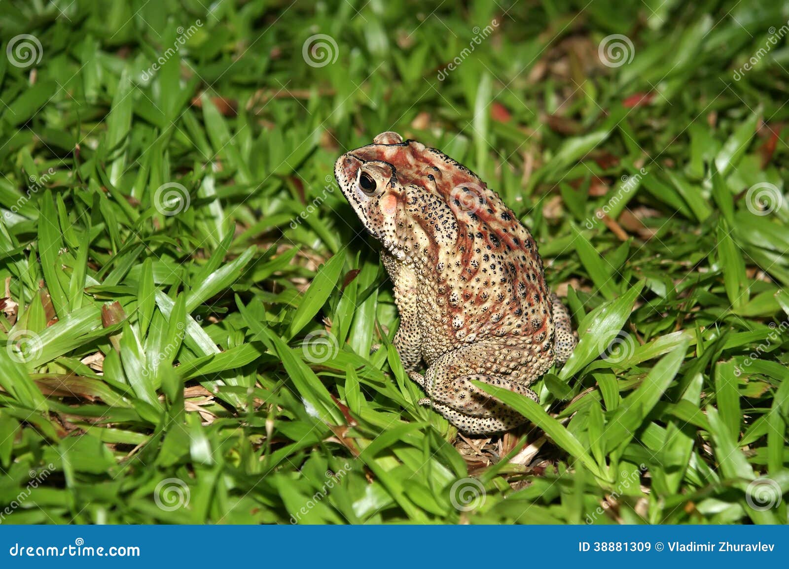 Big Tropical Frog (at Night) Stock Image - Image of vehicle, tropical ...