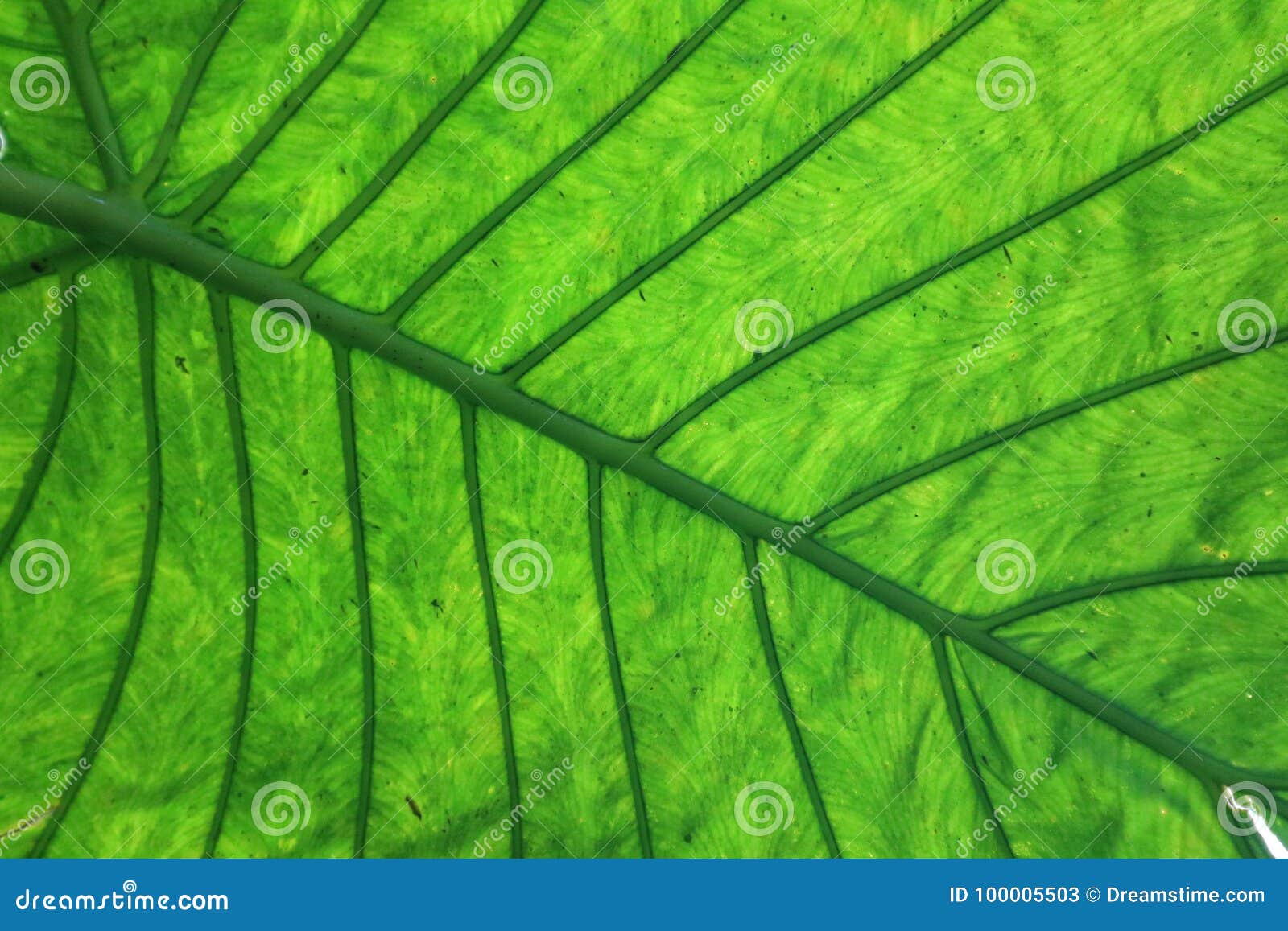 Big tropical leaf stock image. Image of textures, planta - 100005503