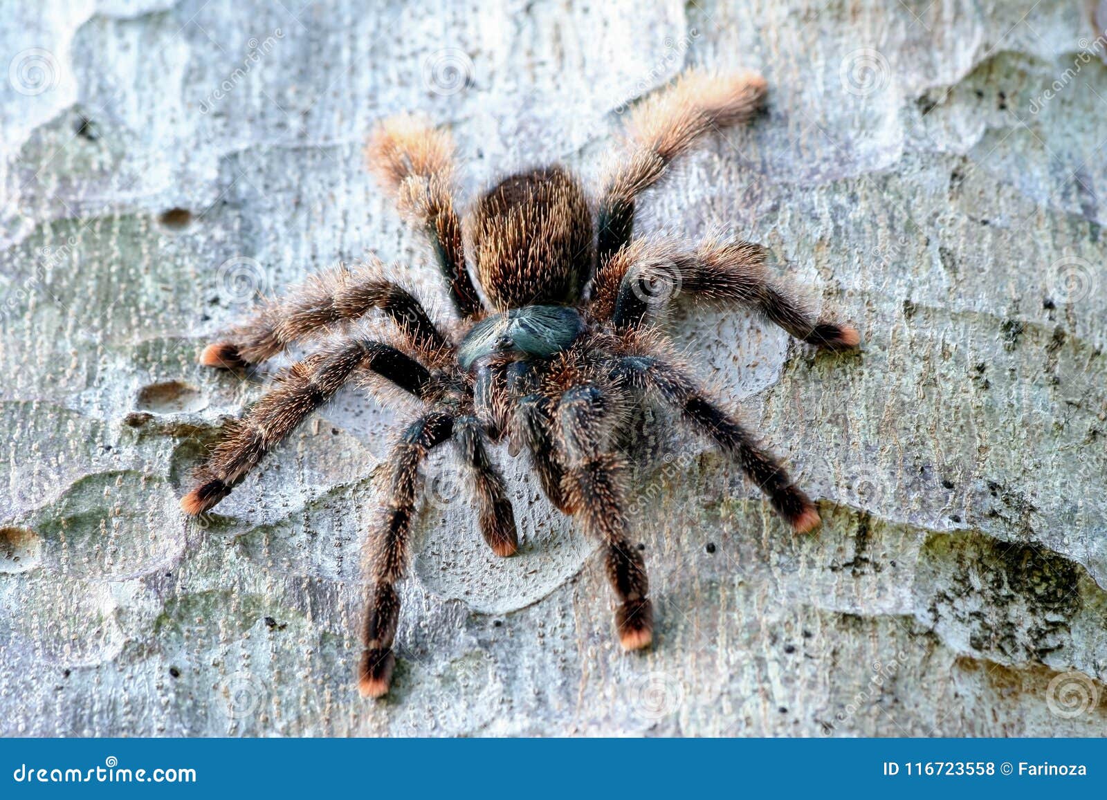 Big tropical spider stock photo. Image of forest, crowned - 116723558