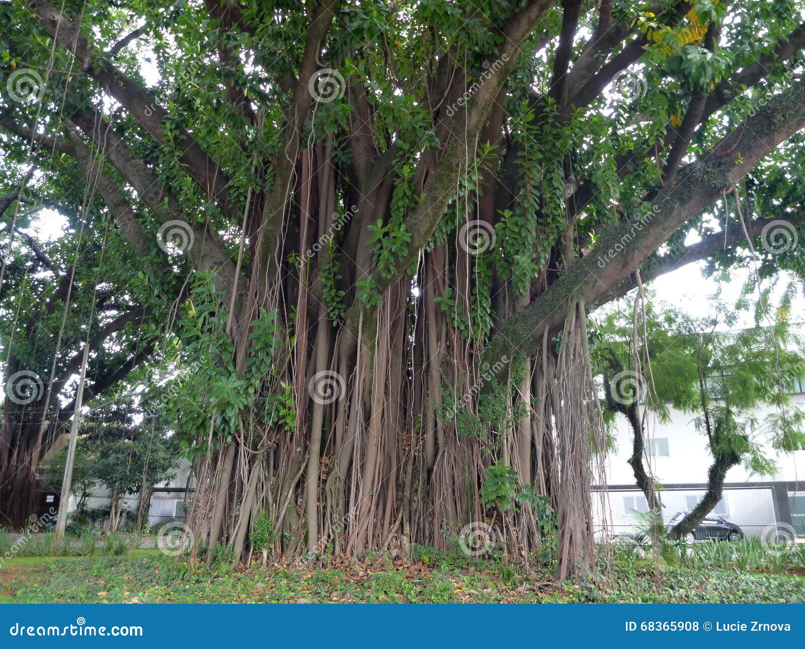Big Tropical Tree with Many Side Lianas Around Trunk Stock Photo ...