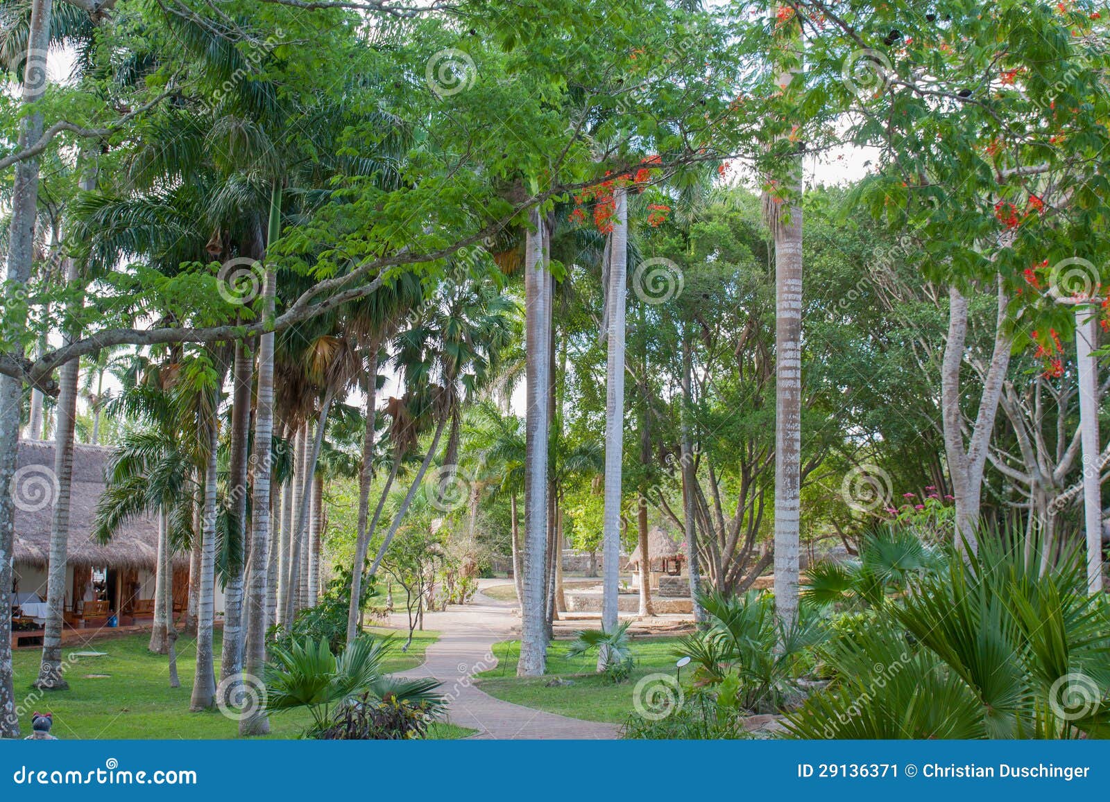 Big tropical trees stock image. Image of landscape, tree - 29136371