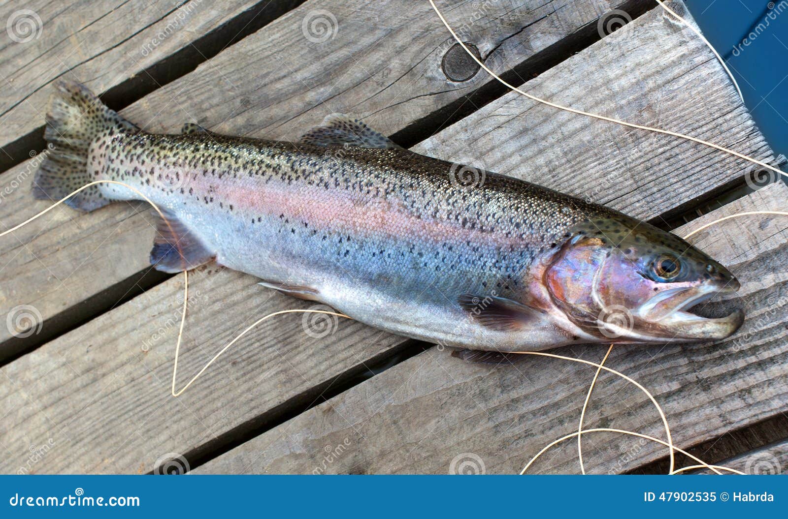 Big trout stock image. Image of alaska, cold, release - 47902535