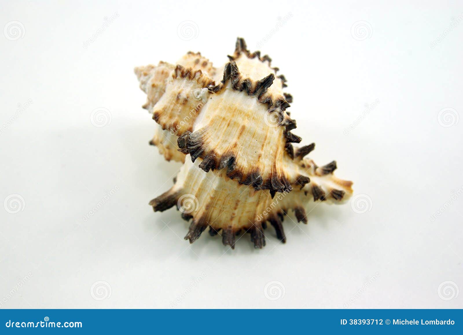 A Big Trumpet Seashell, Isolated on White Stock Photo - Image of ...