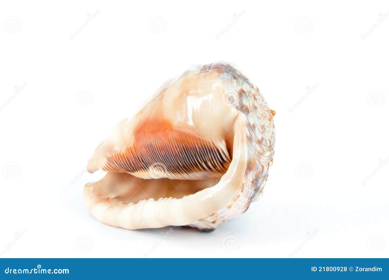 Big trumpet shell stock photo. Image of life, oceanic - 21800928