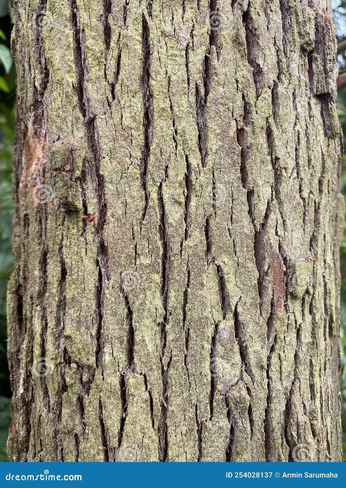 Big trunk stock image. Image of amazing, trunk, forest - 254028137