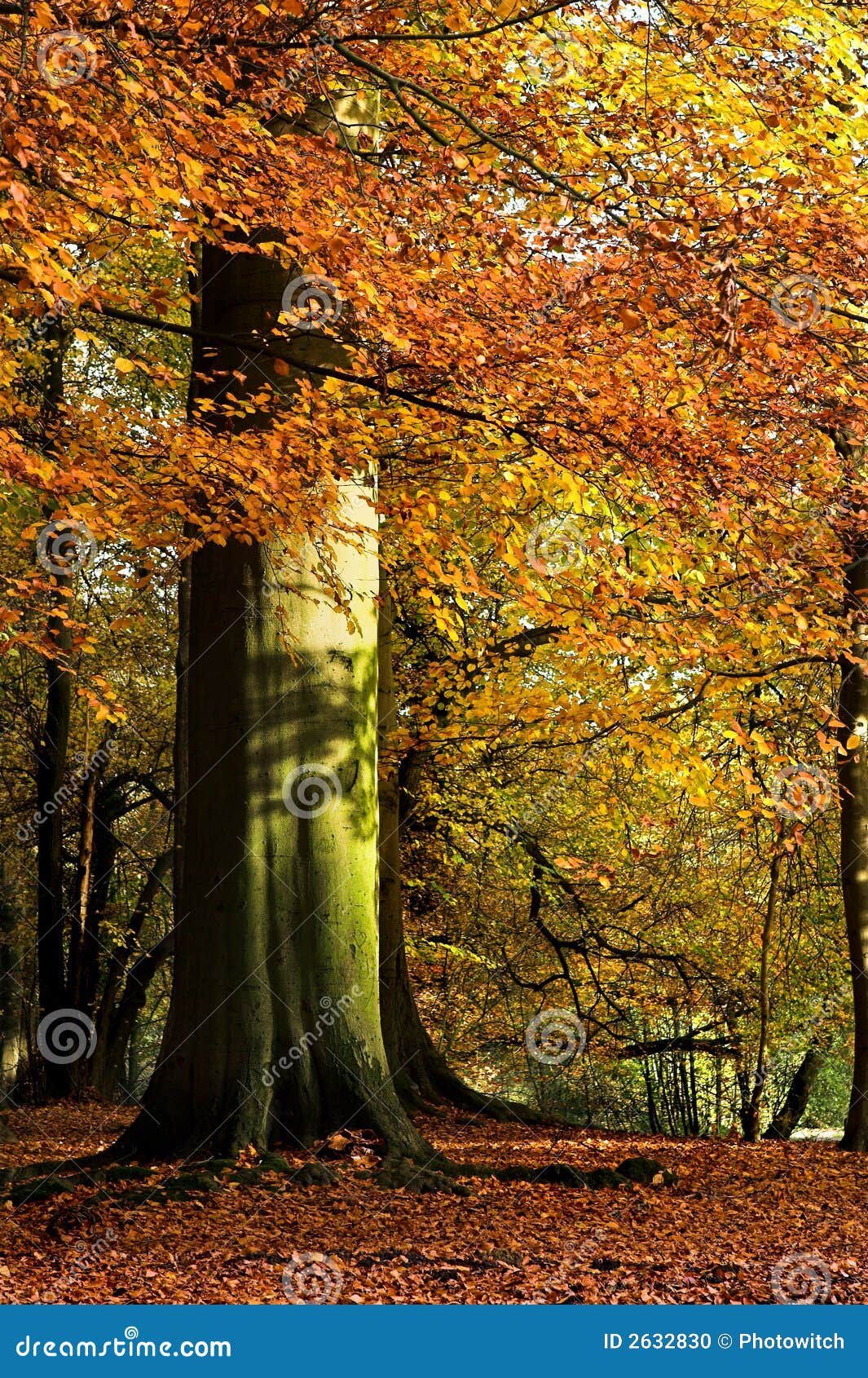 Big trunk in the fall stock photo. Image of scenery, colorful - 2632830