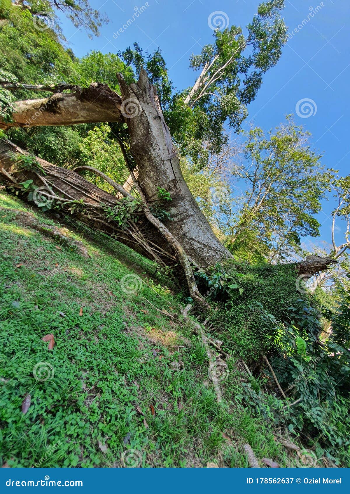 Big trunk of an old tree stock image. Image of woodland - 178562637