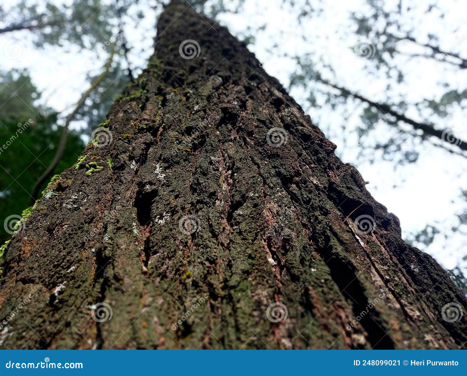 Big trunk of pine tree stock image. Image of woodland - 248099021