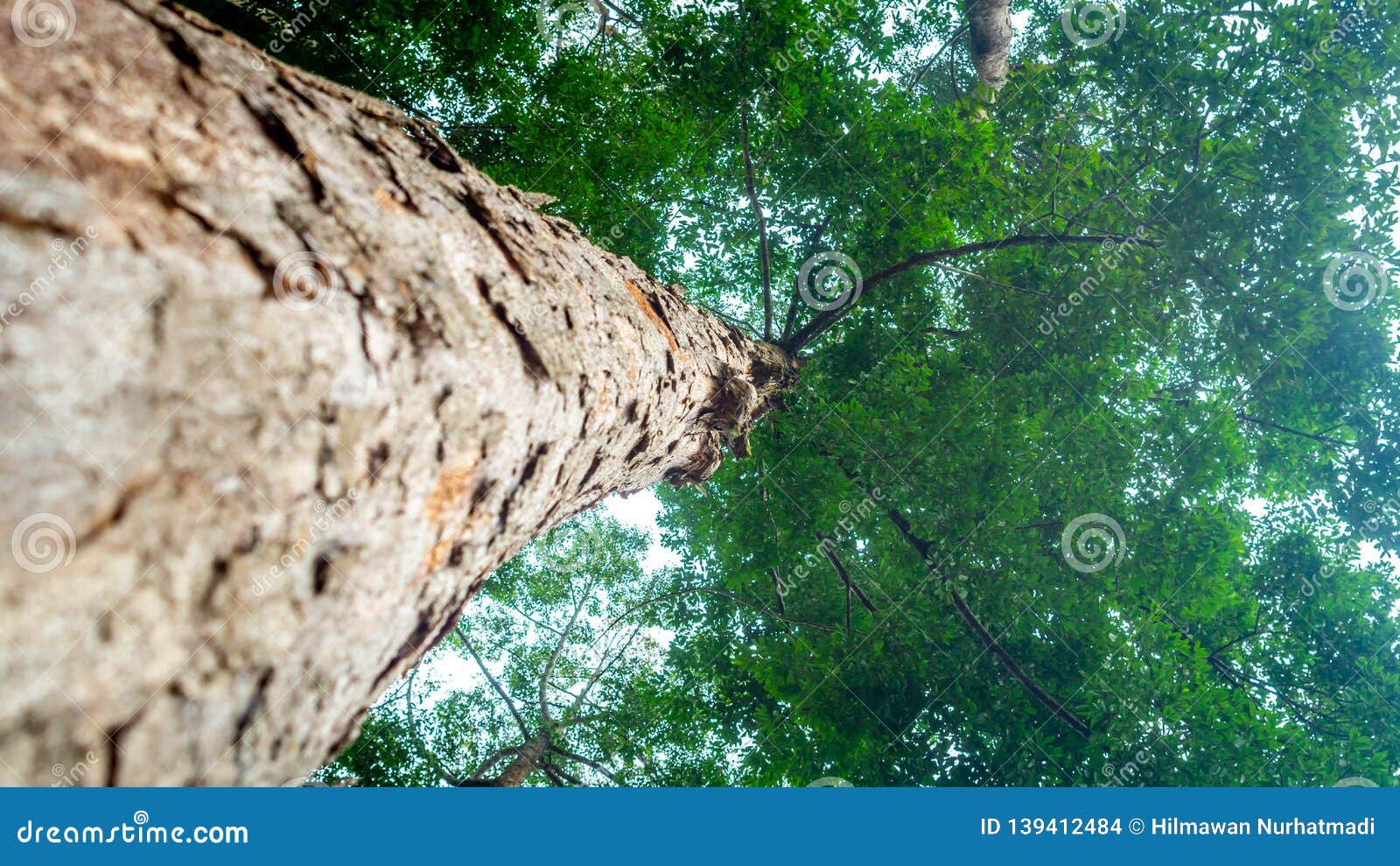 Tree Canopy Looked from Below Stock Photo - Image of ecology, foliage ...