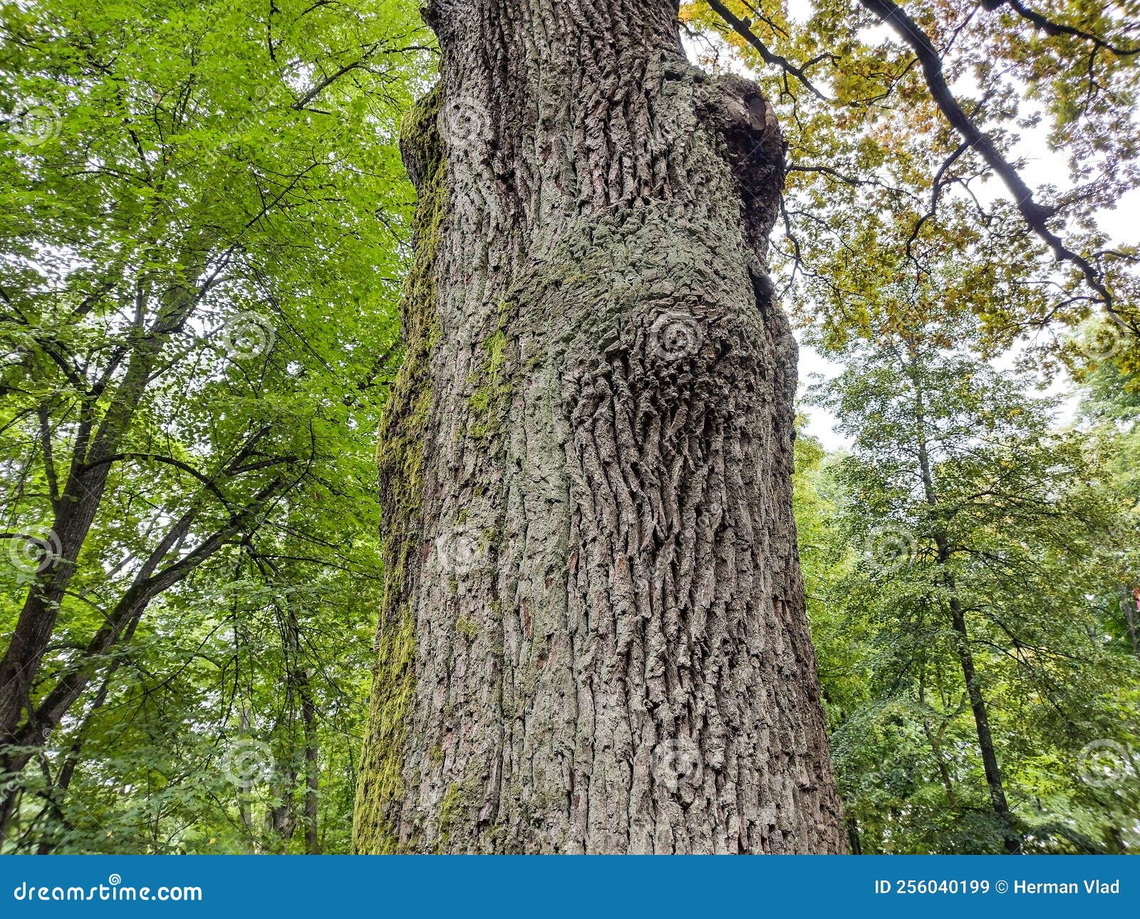The Big Trunk of a Tree in Romania Stock Image - Image of blur, nature ...