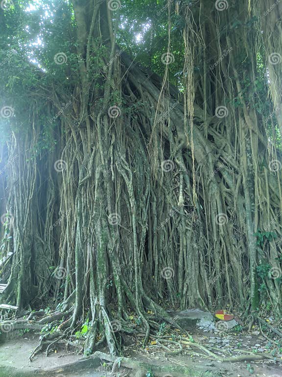 Big trunk stock photo. Image of roots, good, trunk, tree - 264569508