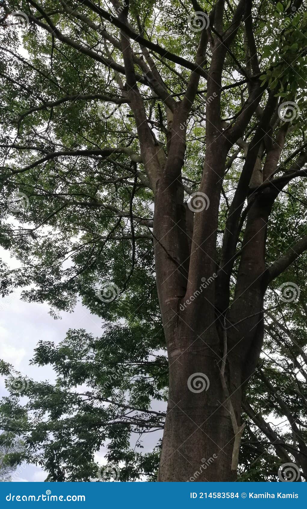 A Big Trunks of Forest Tree at the Park.Nature and Forestry Concept ...