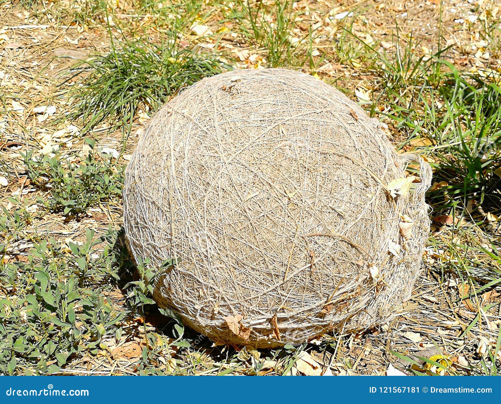 Big Tumbleweed Lying on the Grass Stock Image - Image of tumbleweed ...