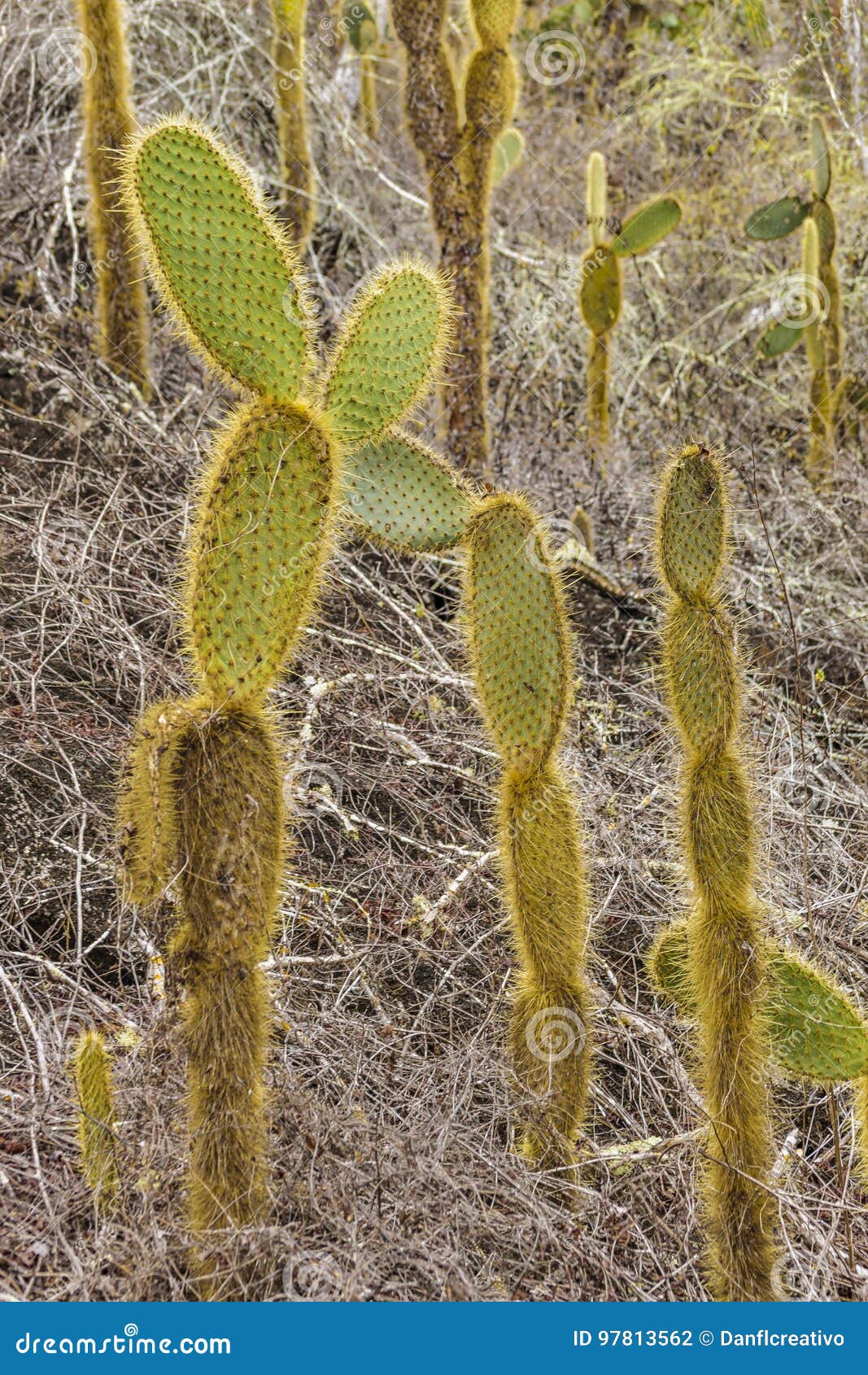 Big Tuna Trees, Galapagos Island, Ecuador Stock Photo - Image of ...