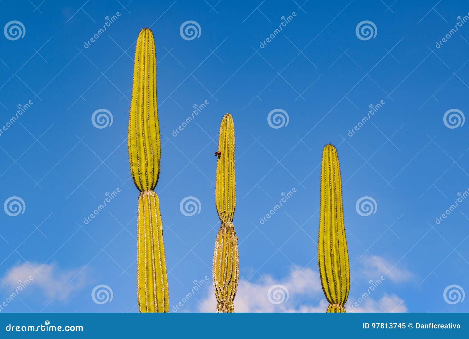 Big Tuna Trees, Galapagos Island, Ecuador Stock Image - Image of south ...