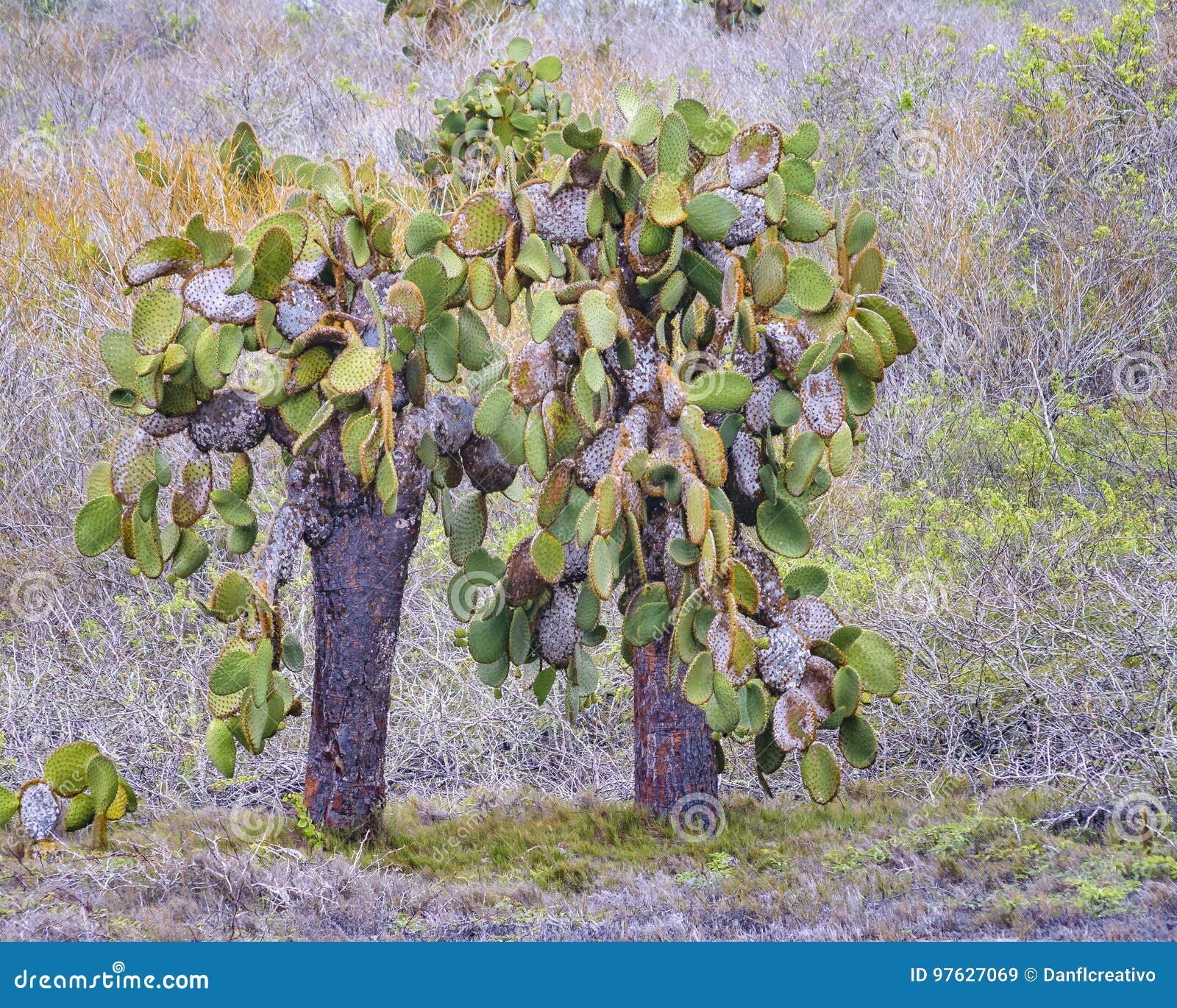 Big Tuna Trees, Galapagos Island, Ecuador Stock Image - Image of plant ...