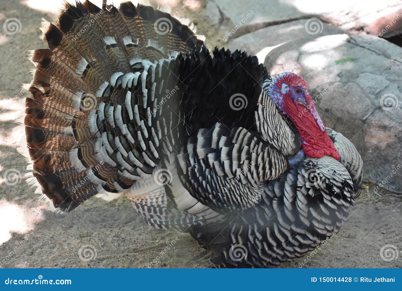A Big Turkey stock photo. Image of breed, beak, animal - 150014428