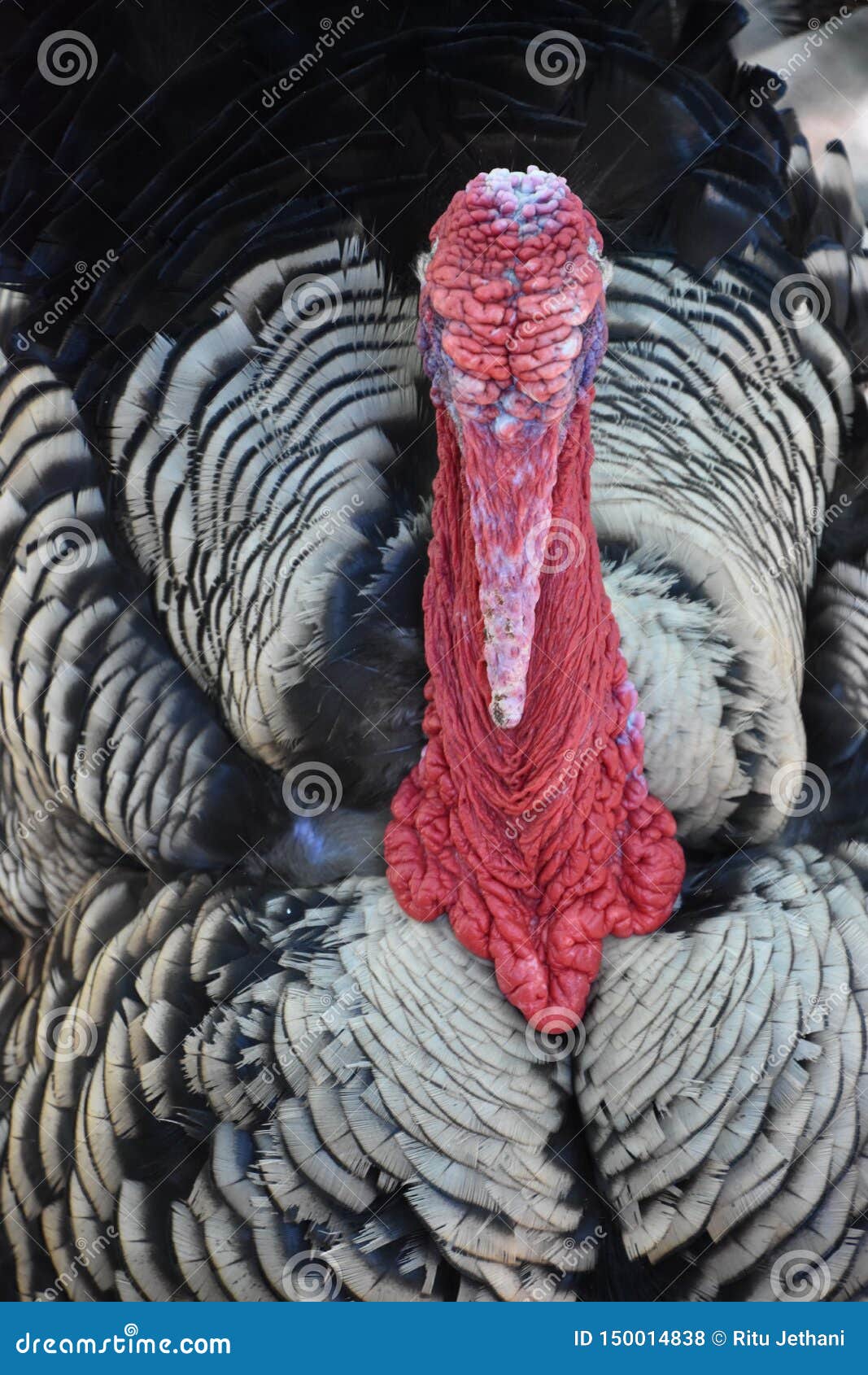 A Big Turkey stock photo. Image of agriculture, friendly - 150014838