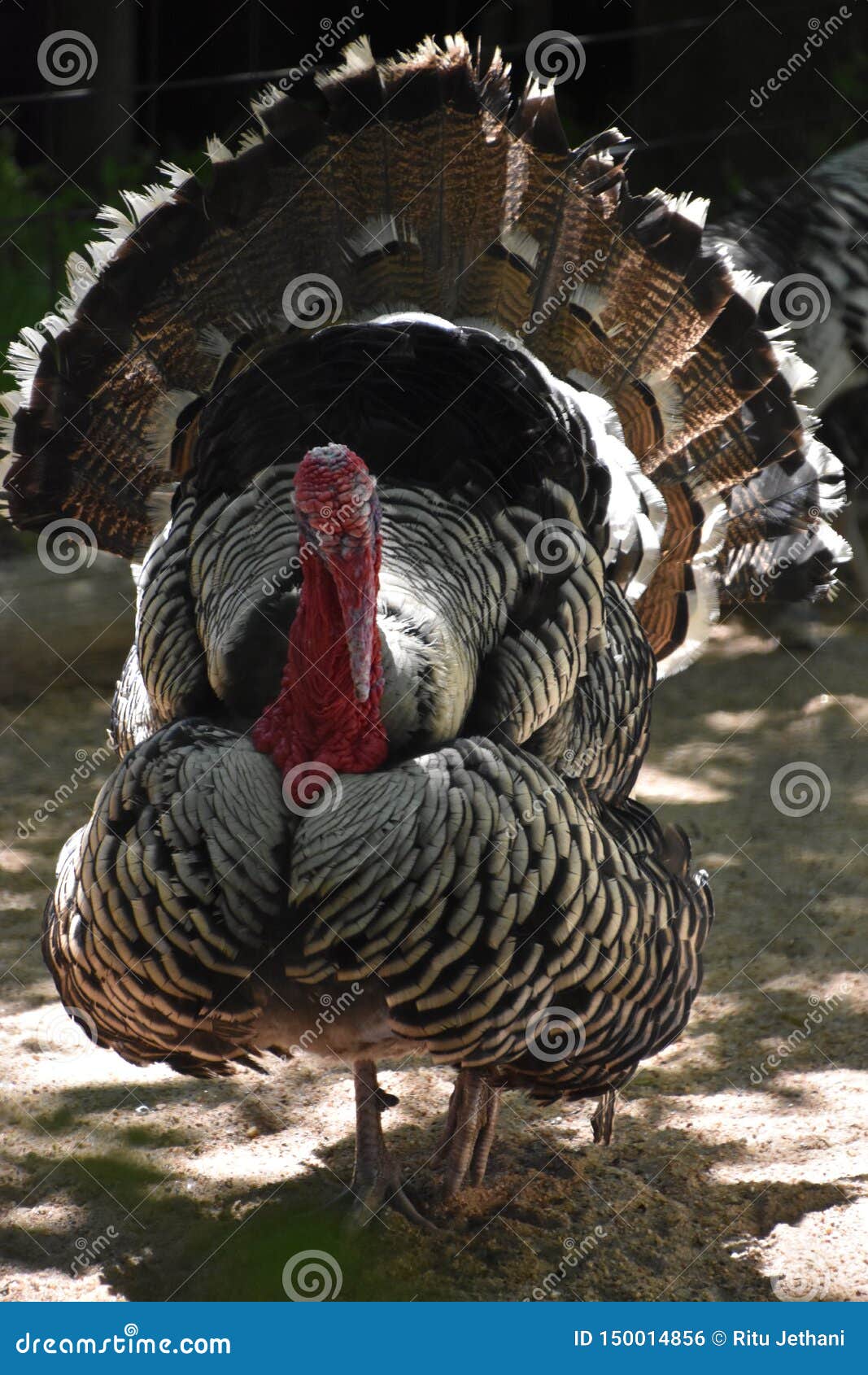 A Big Turkey stock photo. Image of country, friendly - 150014856