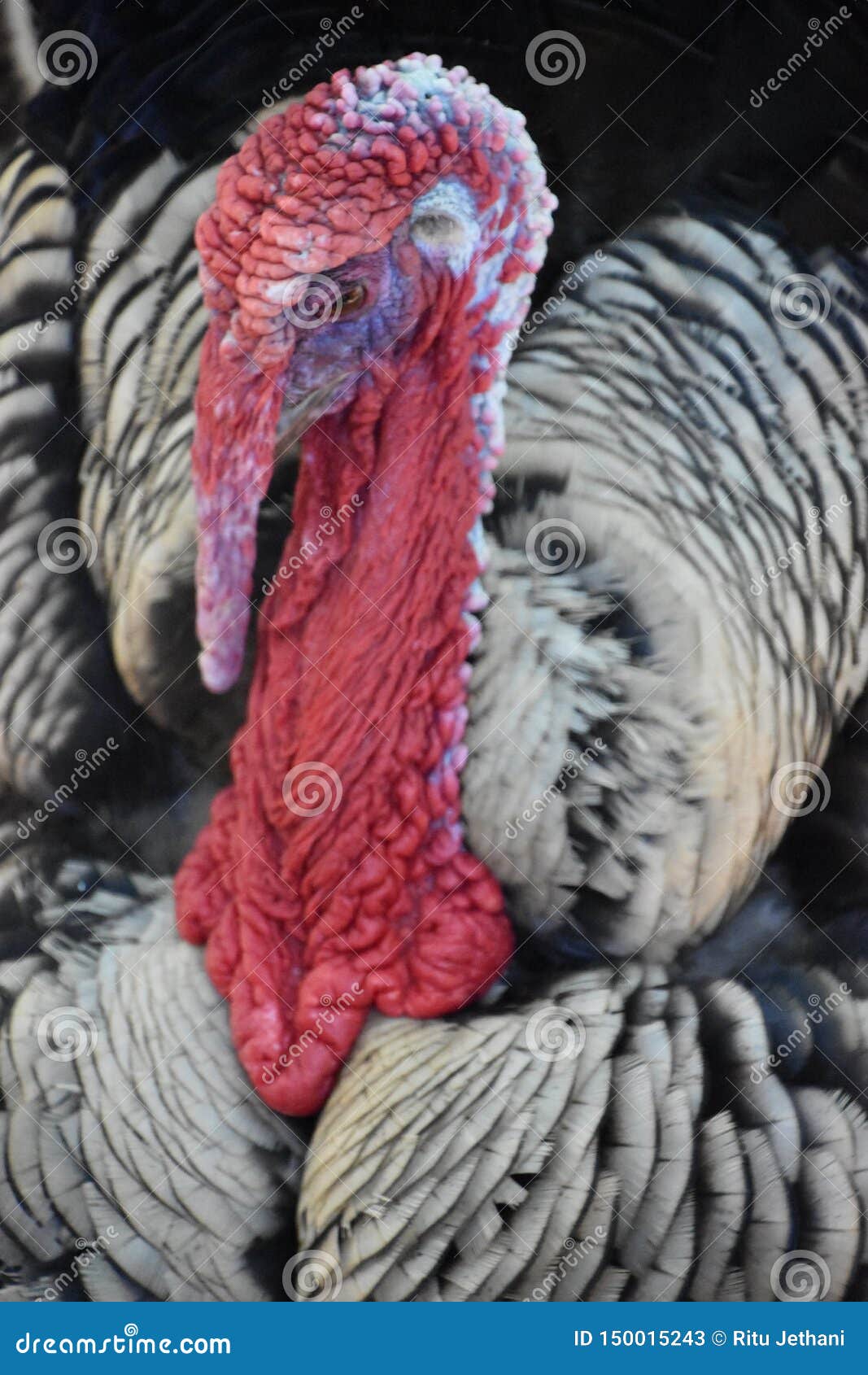 A Big Turkey stock image. Image of friendly, gobble - 150015243