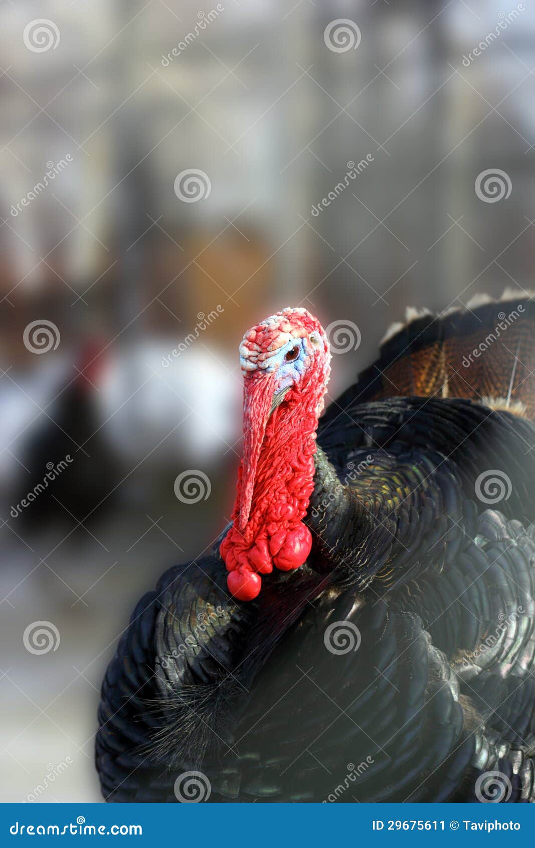 Big turkey male stock image. Image of outdoors, livestock - 29675611