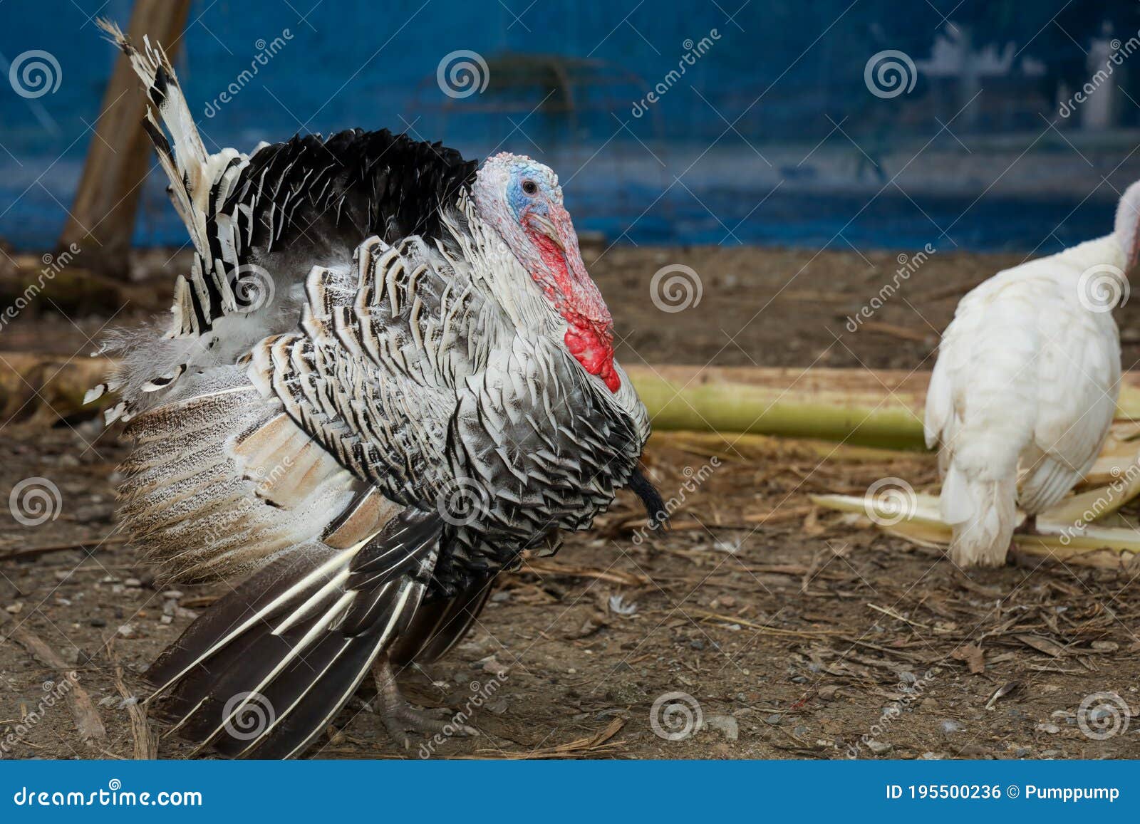 The Big Turkey is Stand Up in Farm at Thailand Stock Photo - Image of ...