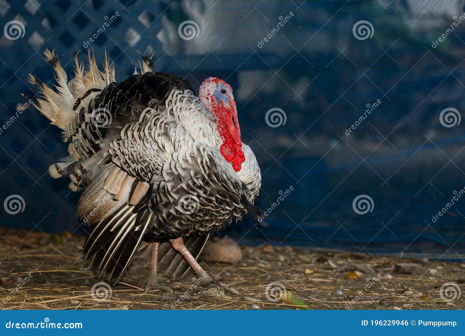 The Big Turkey is Stand Up in Farm at Thailand Stock Photo - Image of ...