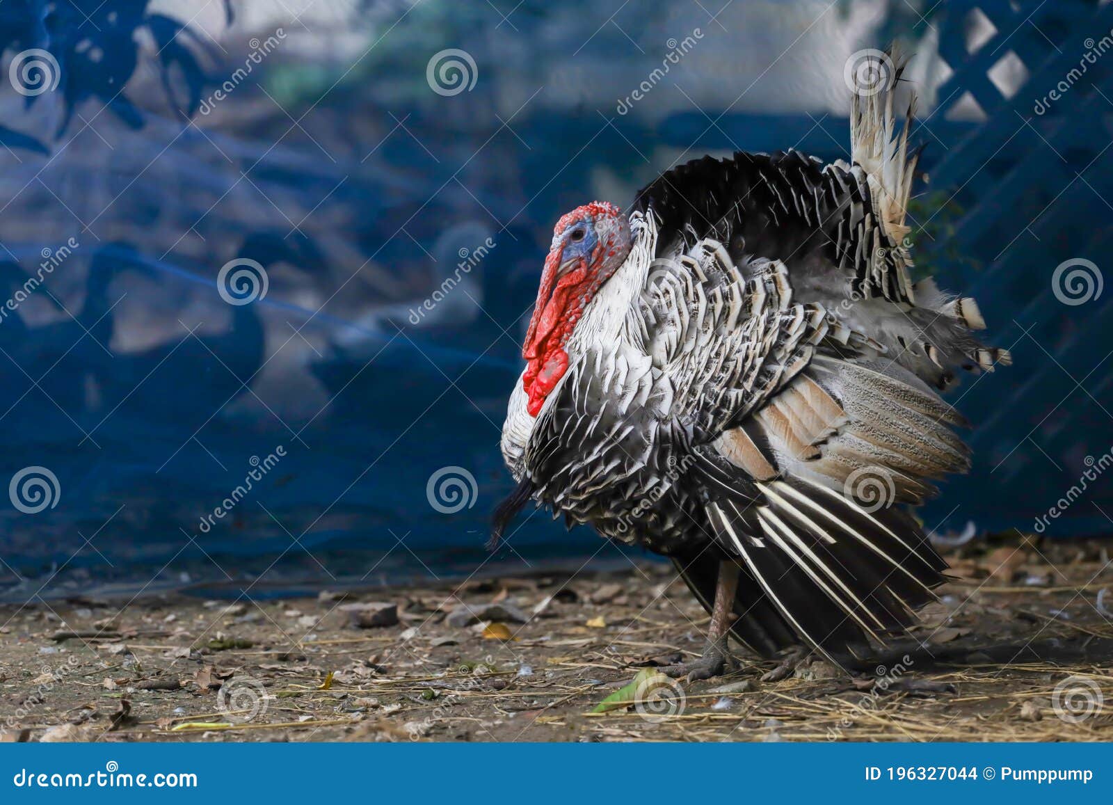 The Big Turkey is Stand Up in Farm at Thailand Stock Photo - Image of ...