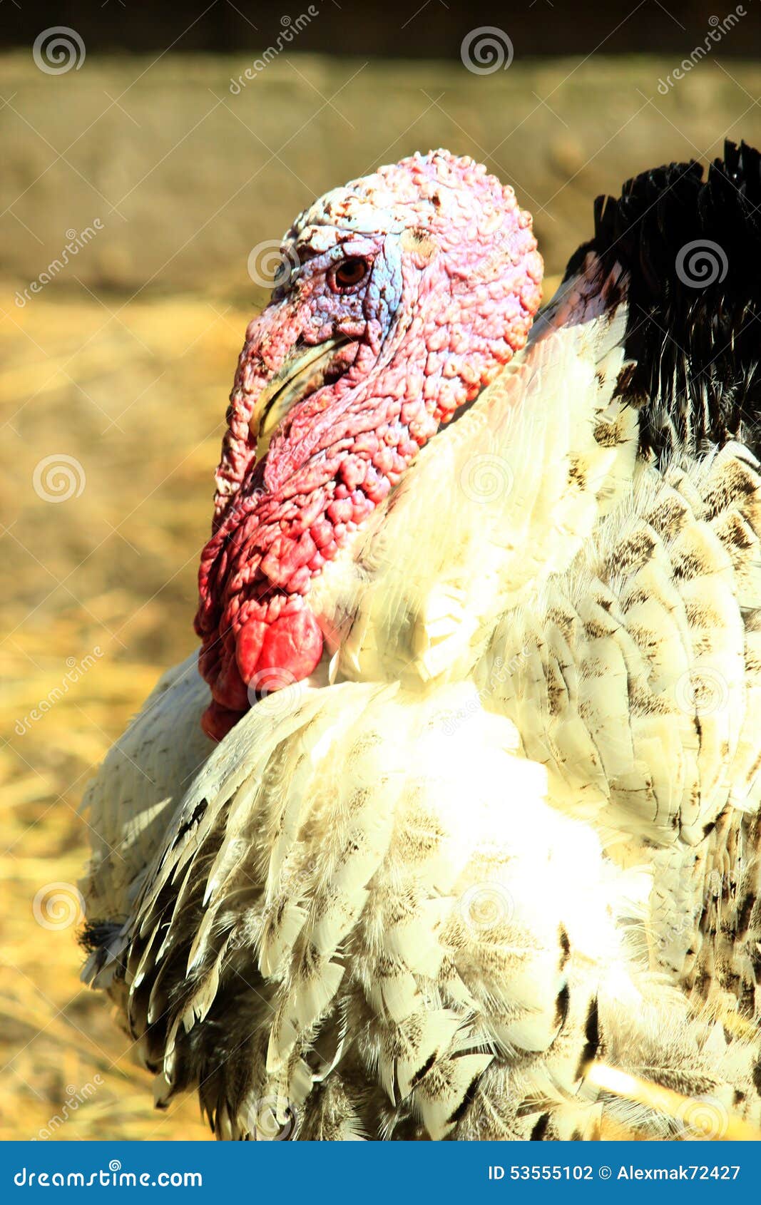 Big turkey stock photo. Image of domestic, fence, village - 53555102