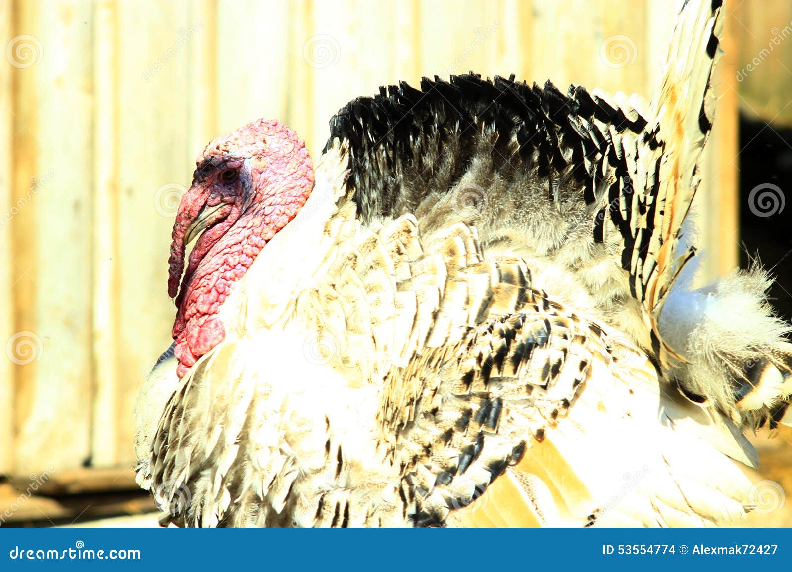 Big turkey stock photo. Image of fence, head, bill, meat - 53554774