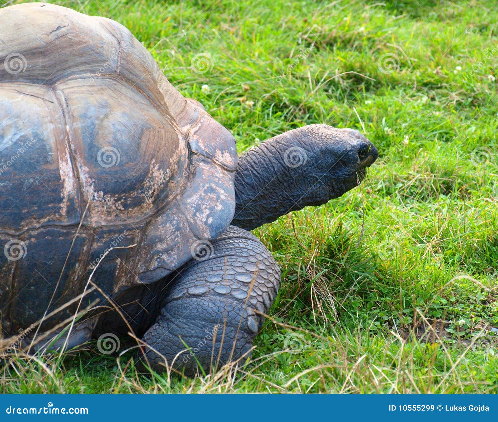 Big turtle stock image. Image of green, face, reptile - 10555299