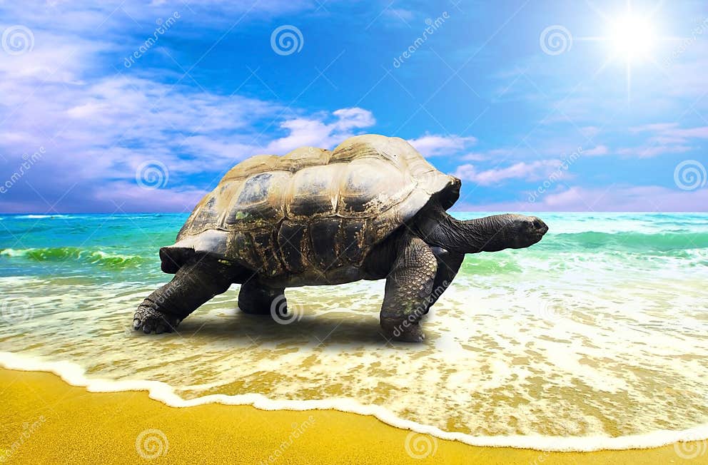 Big Turtle stock image. Image of hawksbill, ocean, egypt - 15338327