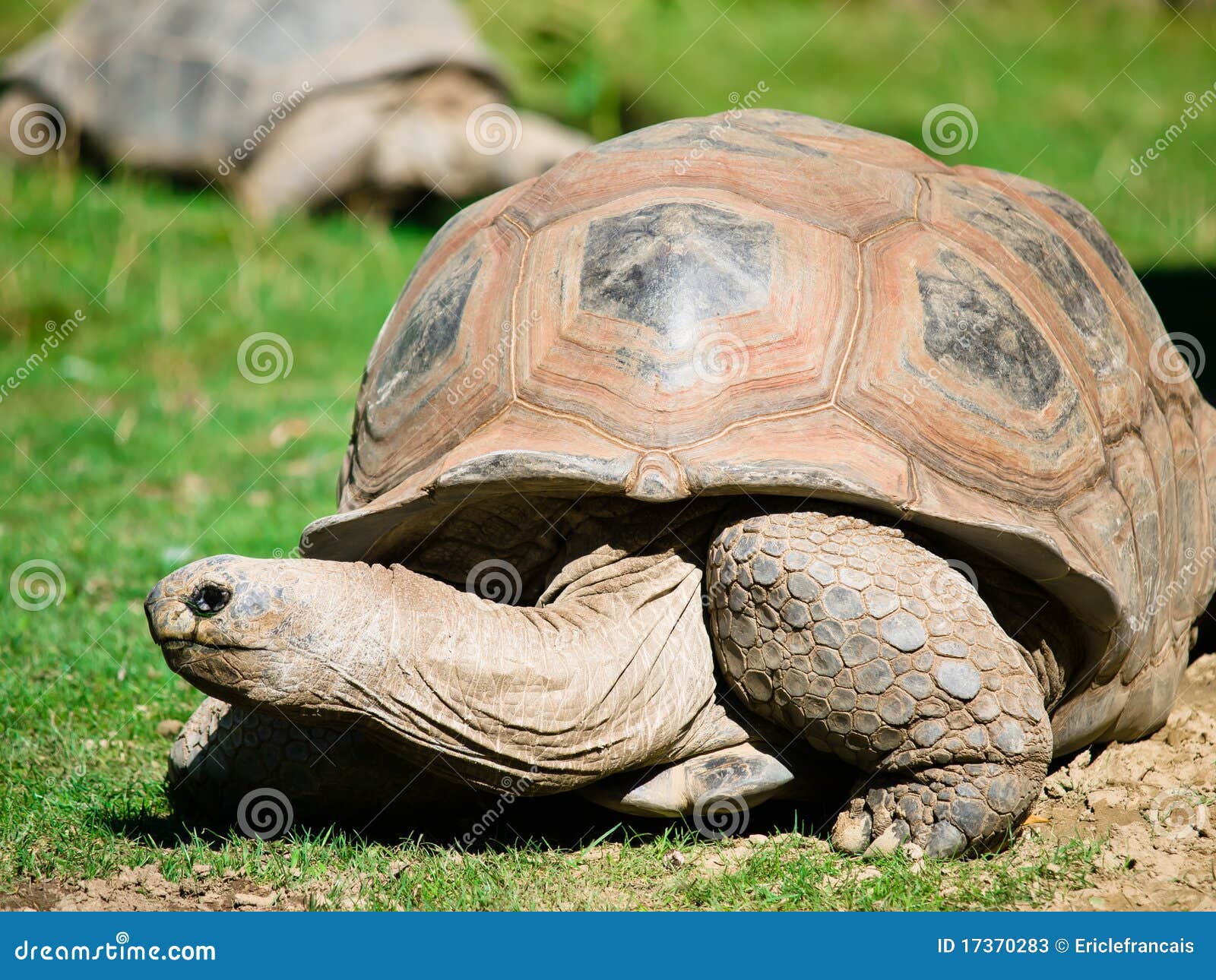 Big turtle stock image. Image of legs, grass, natural - 17370283