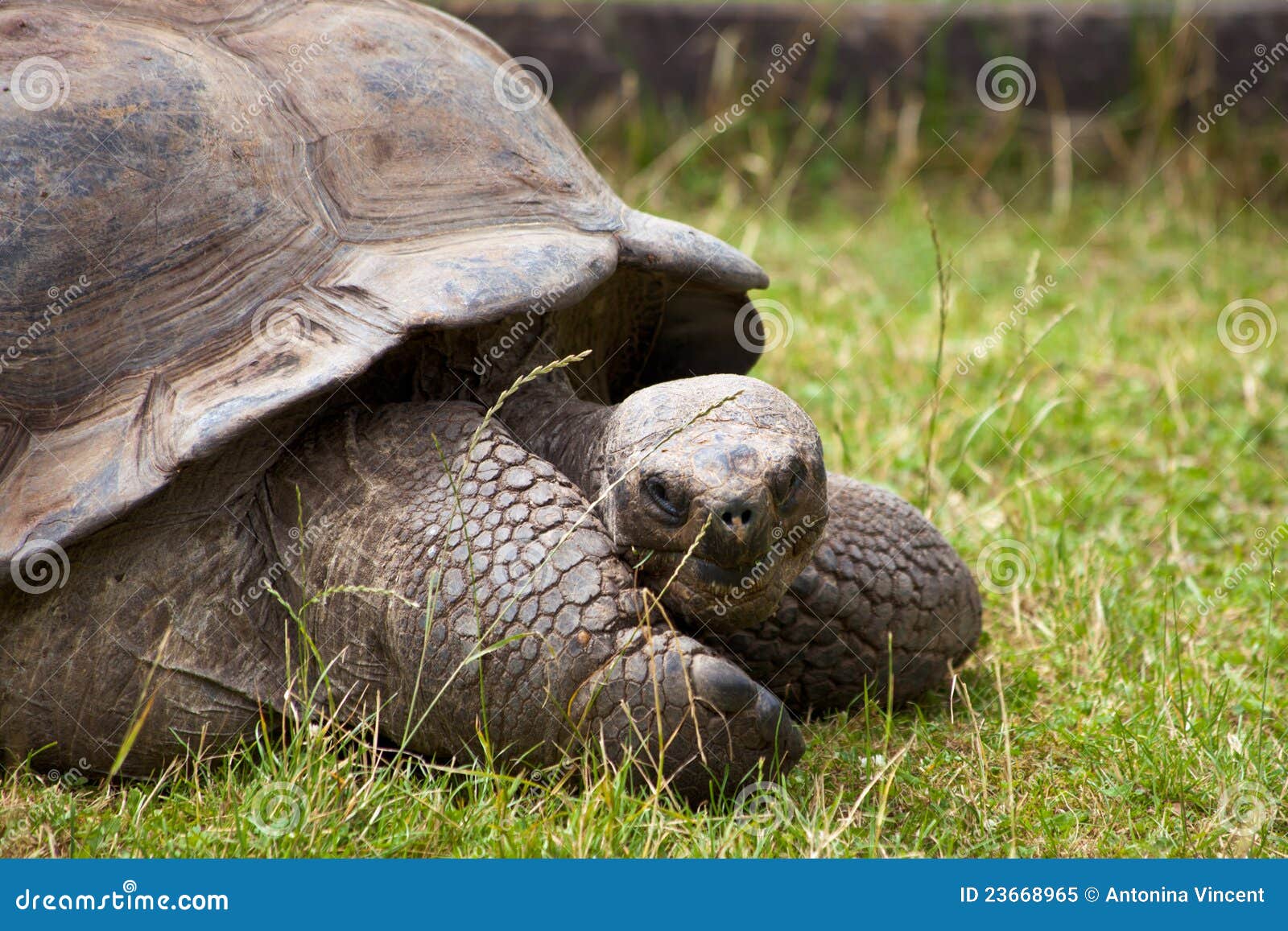Big turtle stock image. Image of green, swimming, mexico - 23668965
