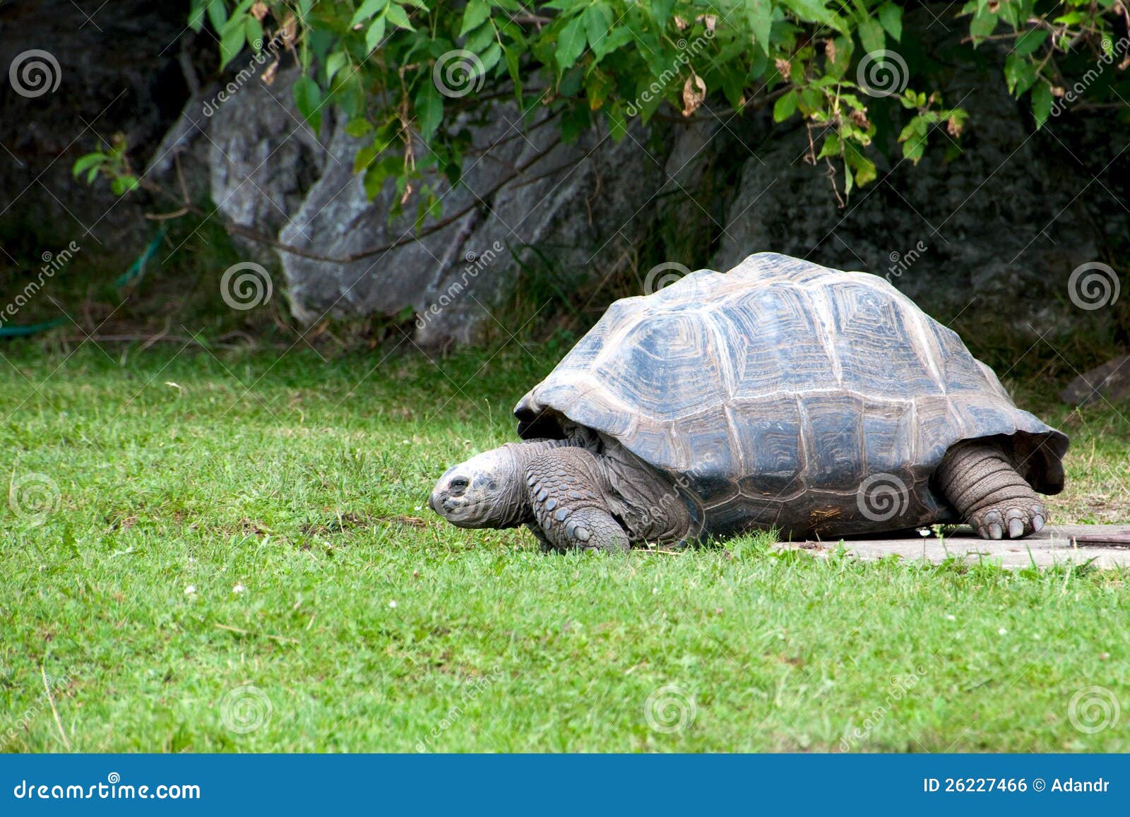 Big turtle stock photo. Image of granite, stone, foliage - 26227466