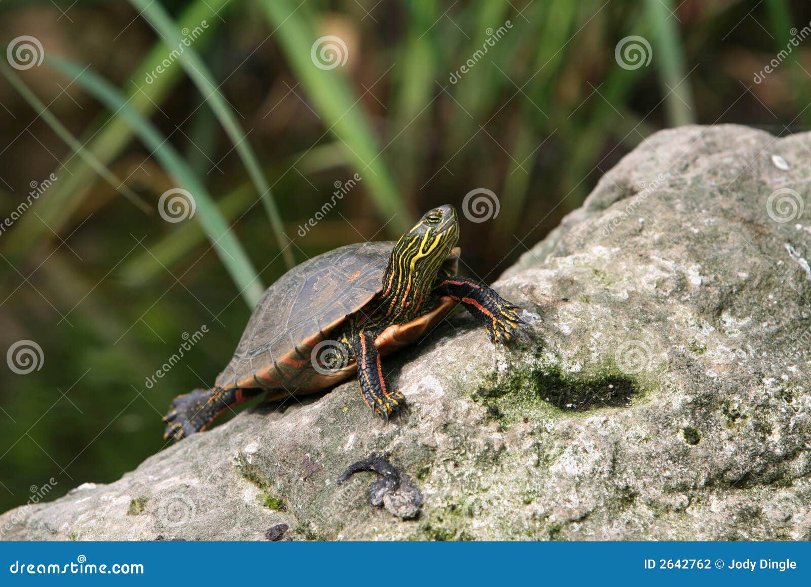 Big Turtle stock photo. Image of cute, danger, animal - 2642762