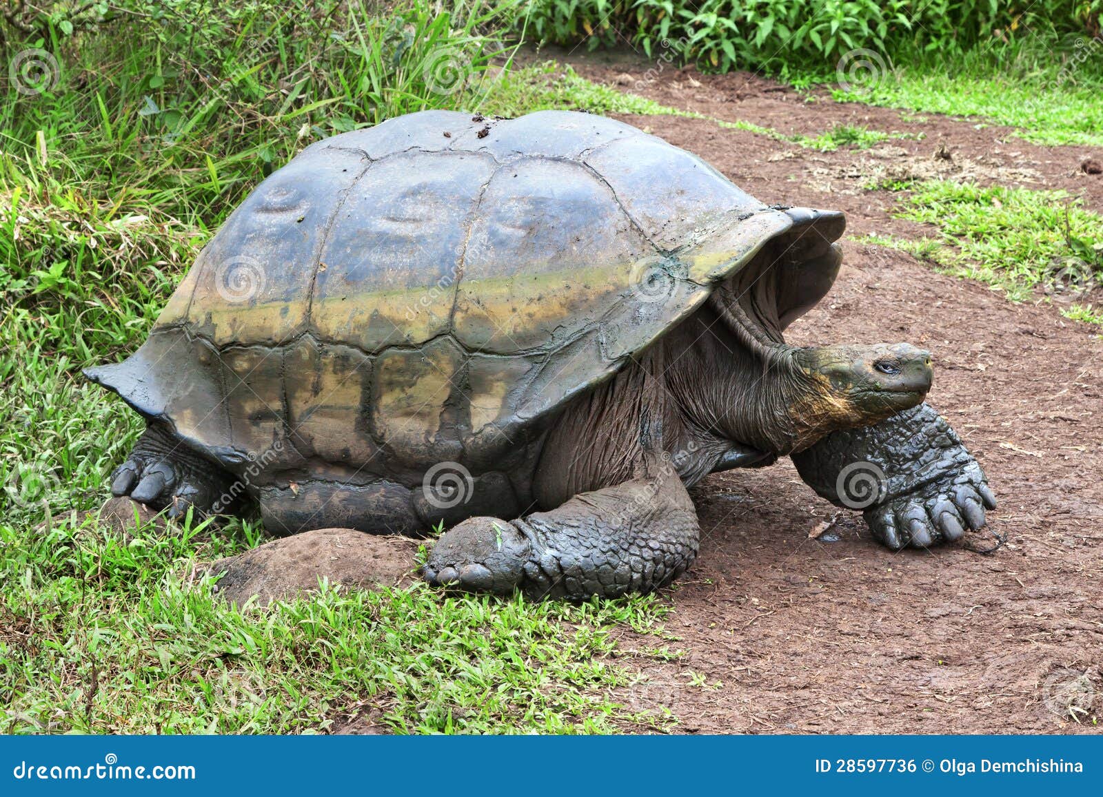 Big turtle stock photo. Image of ecuador, wild, animal - 28597736