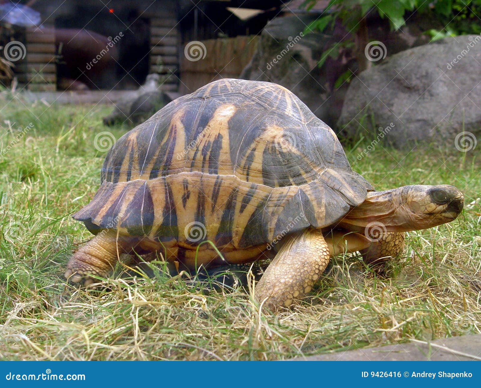 Big Turtle stock photo. Image of ancient, nature, natural - 9426416