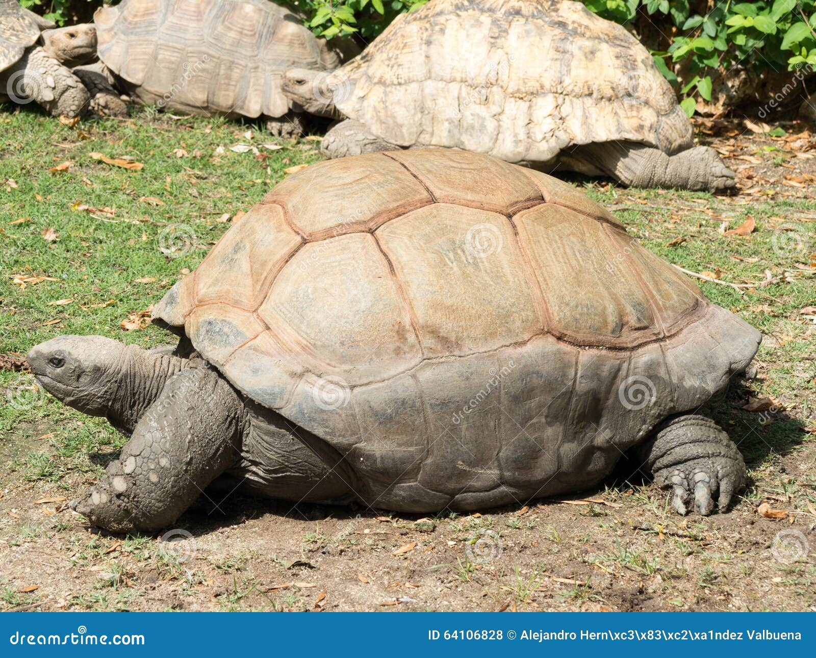 Big turtle. stock photo. Image of skin, protected, rare - 64106828