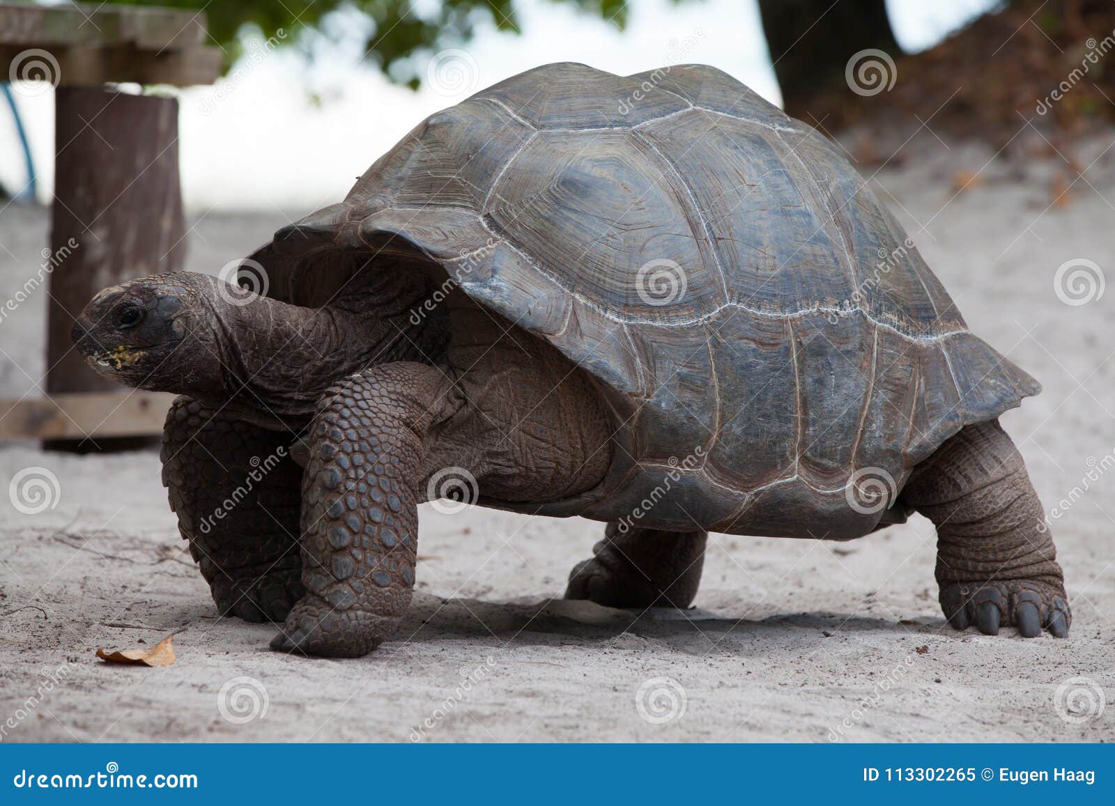 Laughing Sea Turtle Stock Photos - Free & Royalty-Free Stock Photos ...