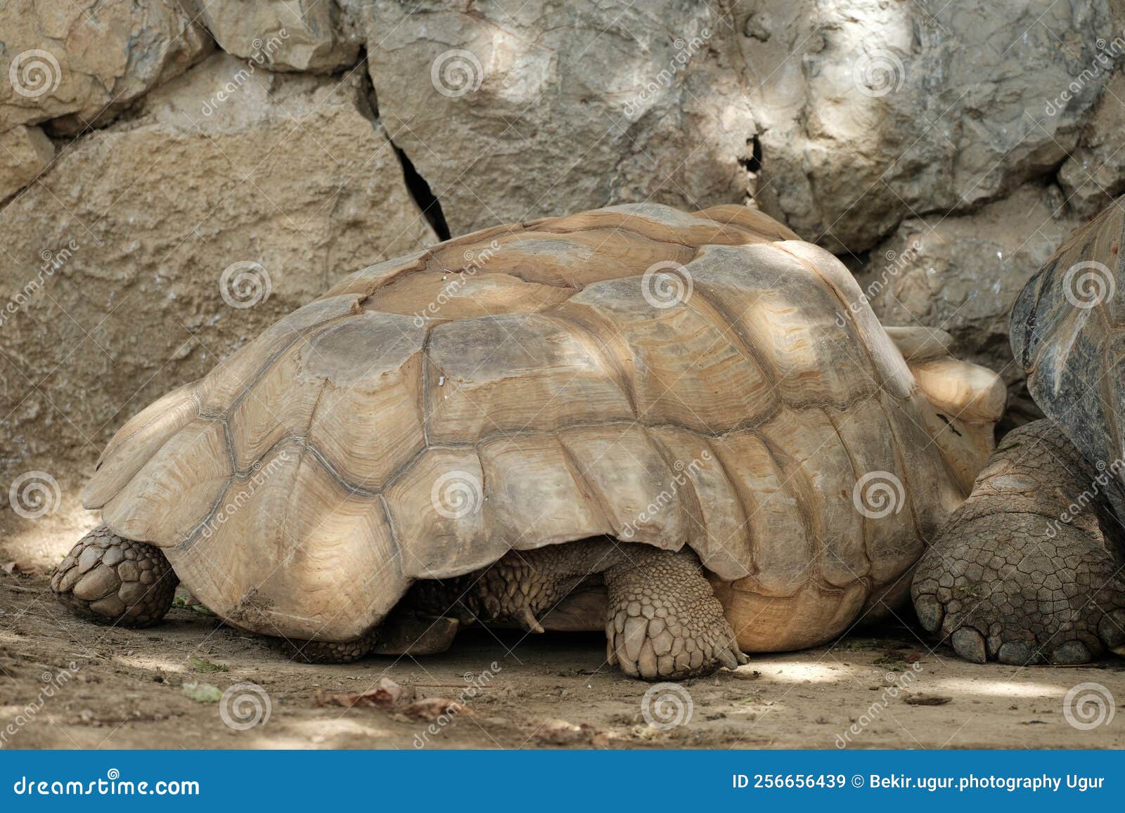 Big Turtle stock image. Image of turtle, life, wildlife - 256656439