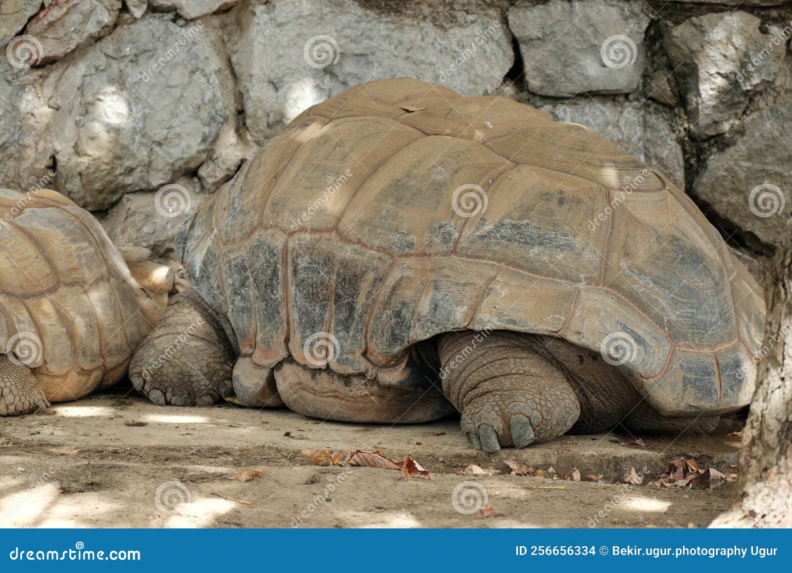 Big Turtle stock photo. Image of close, wildlife, outdoor - 256656334